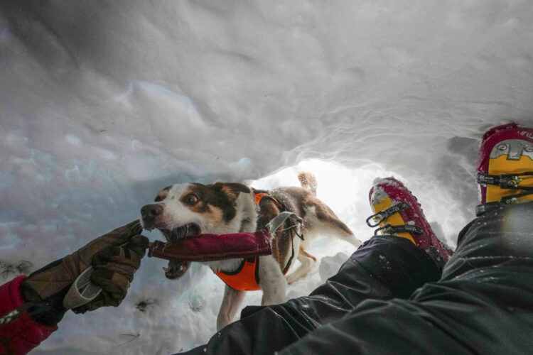 Zen the border collie teaches other dogs how to rescue people in Italy ...